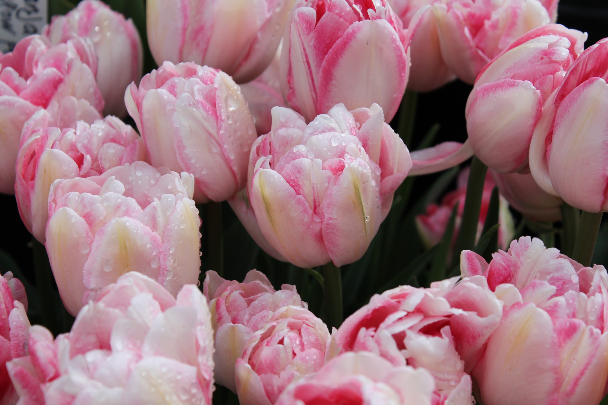 Tulip Calendar – FLOWERCALENDARS.NET