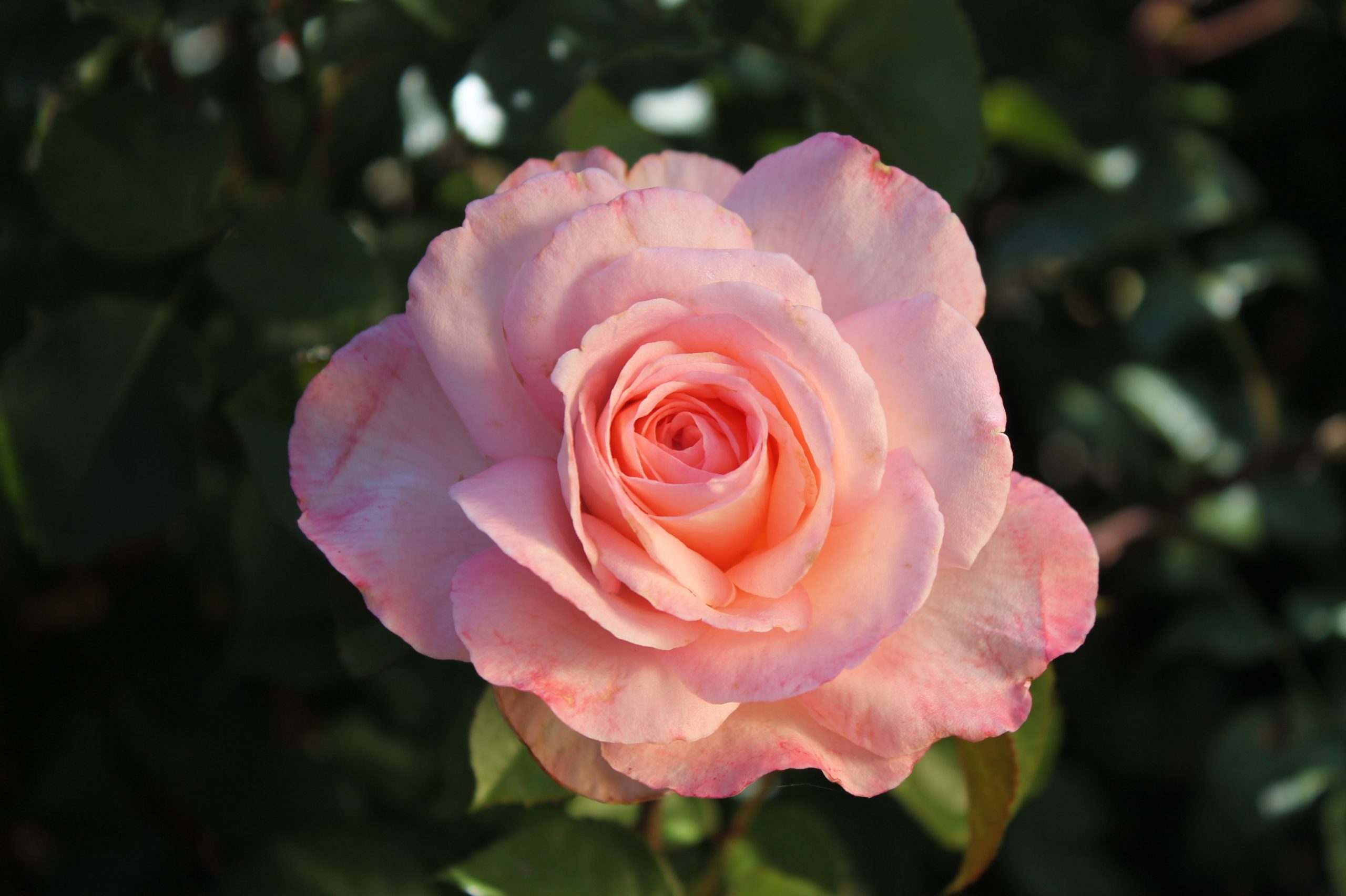 Rose Calendar – FLOWERCALENDARS.NET