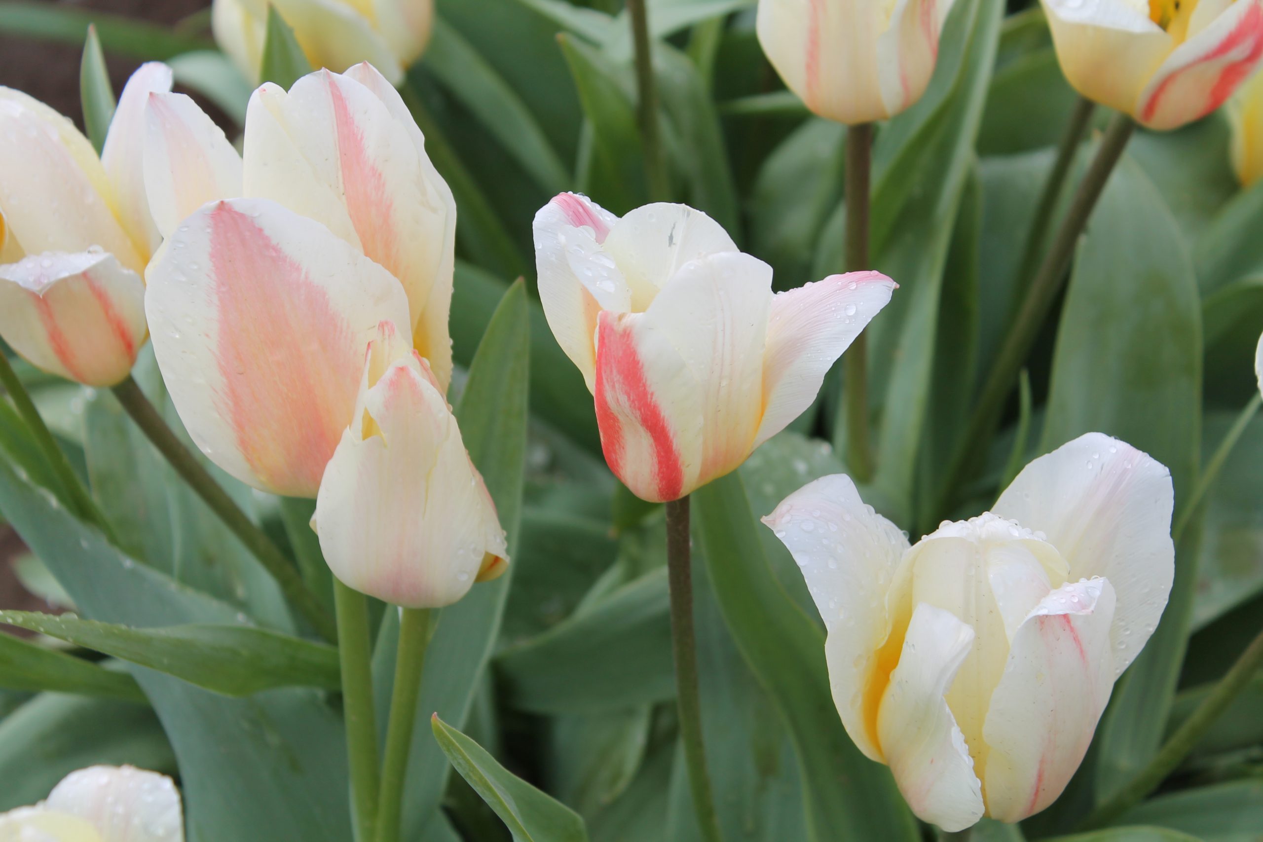 Tulip Calendar – FLOWERCALENDARS.NET