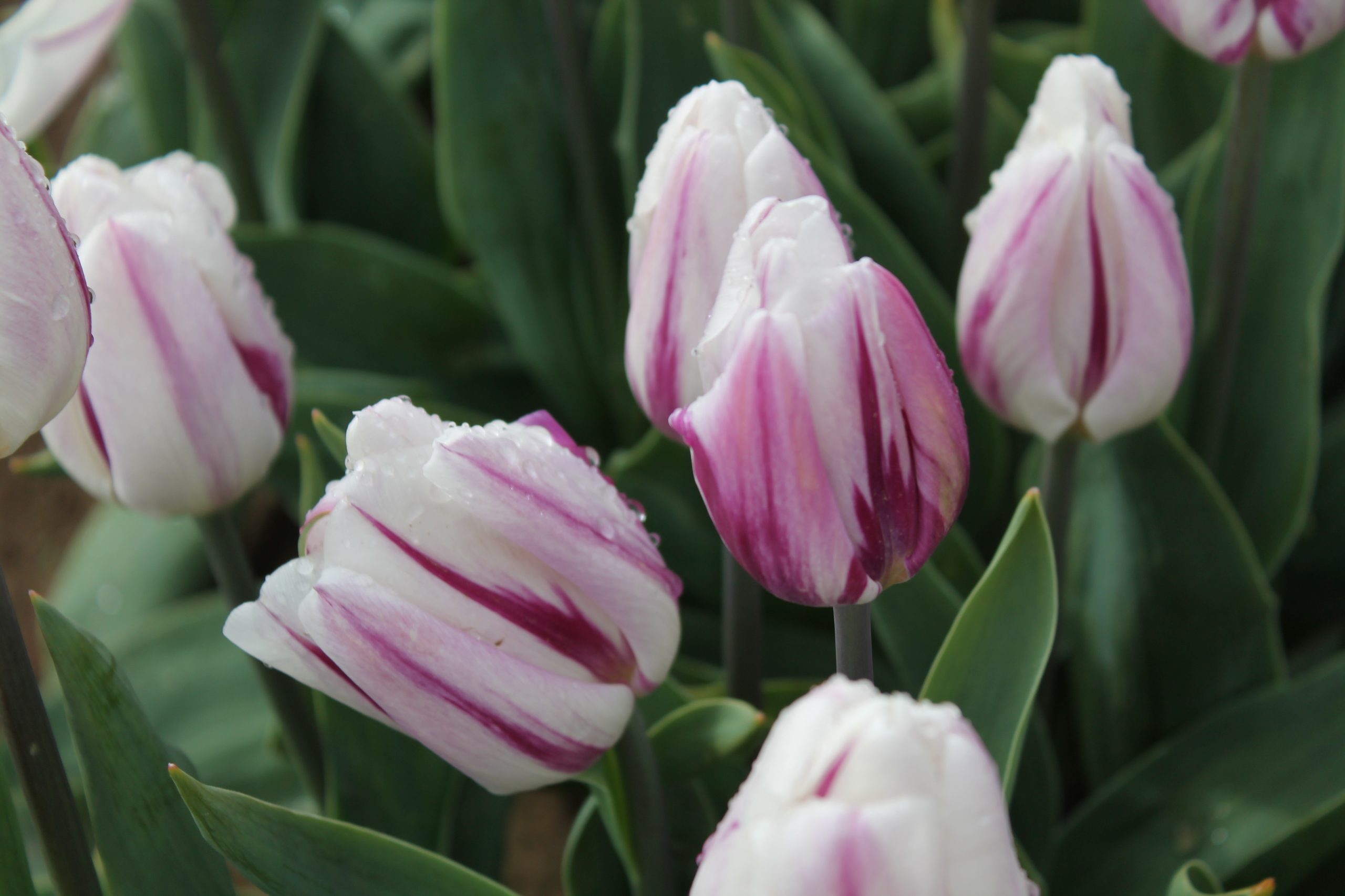 Tulip Calendar – FLOWERCALENDARS.NET