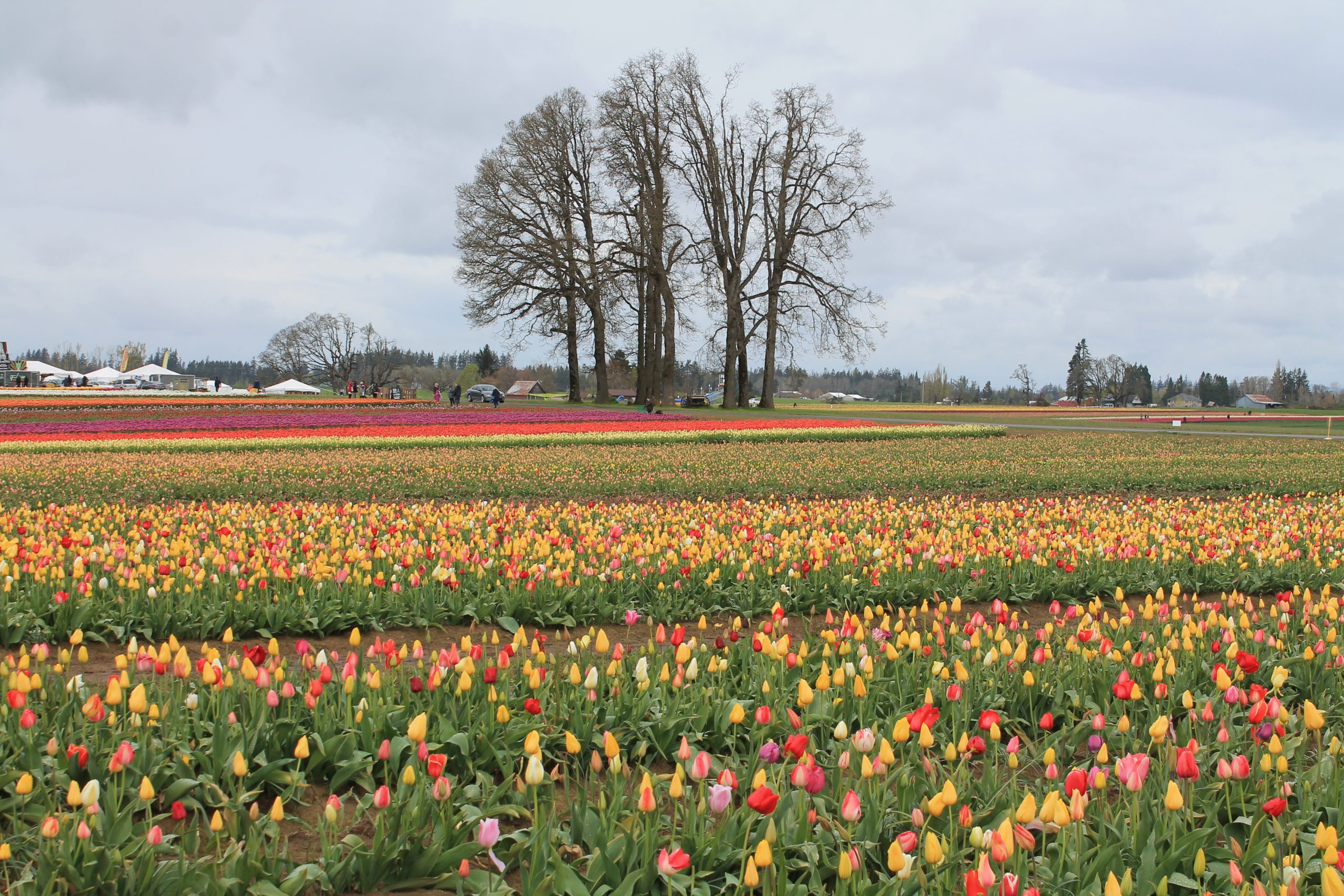 Tulip Calendar – FLOWERCALENDARS.NET