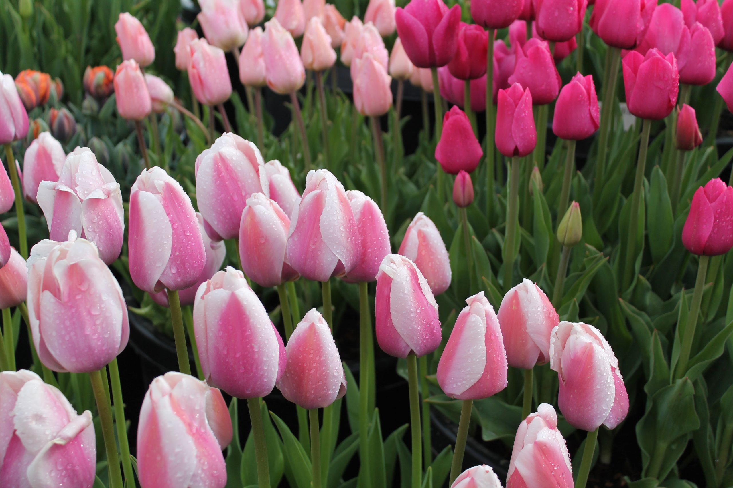 Tulip Calendar – FLOWERCALENDARS.NET