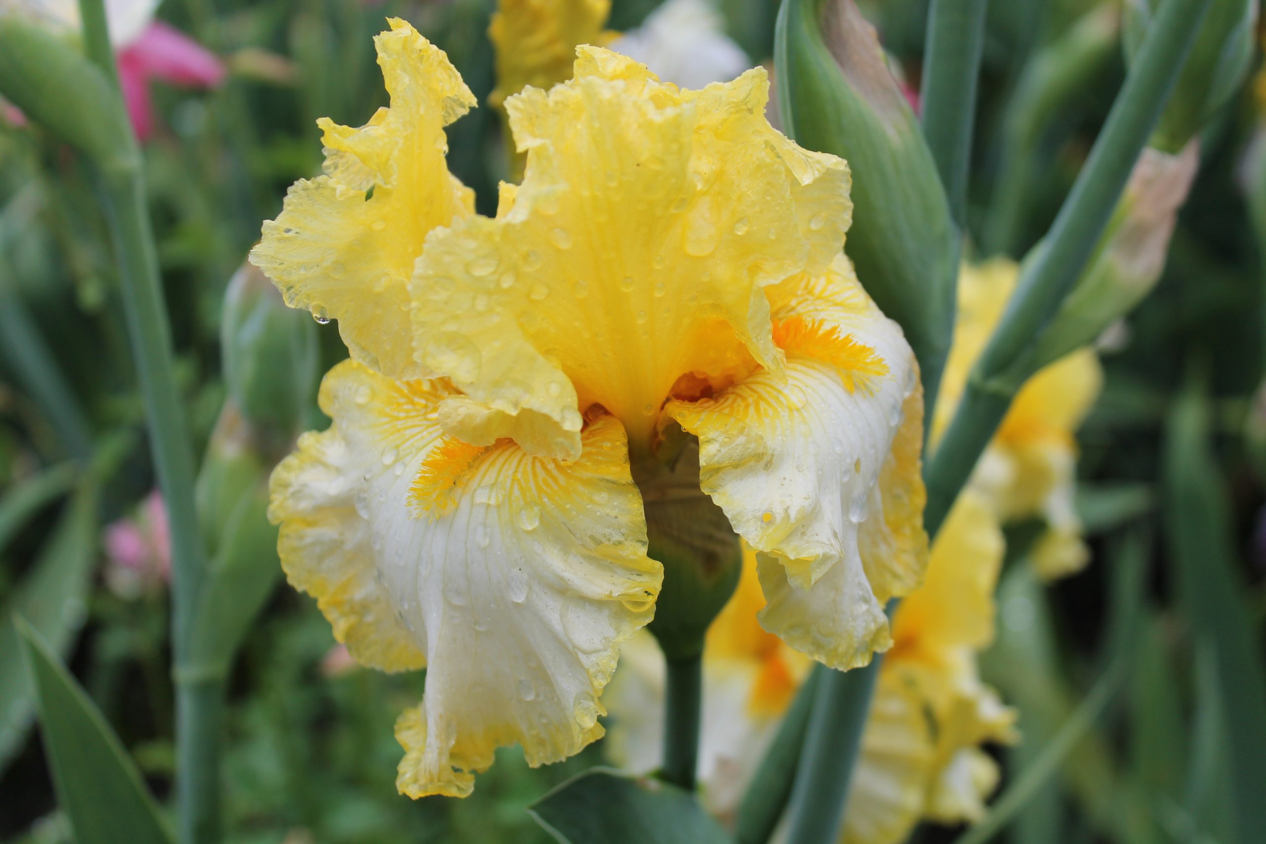 Iris Calendar – FLOWERCALENDARS.NET
