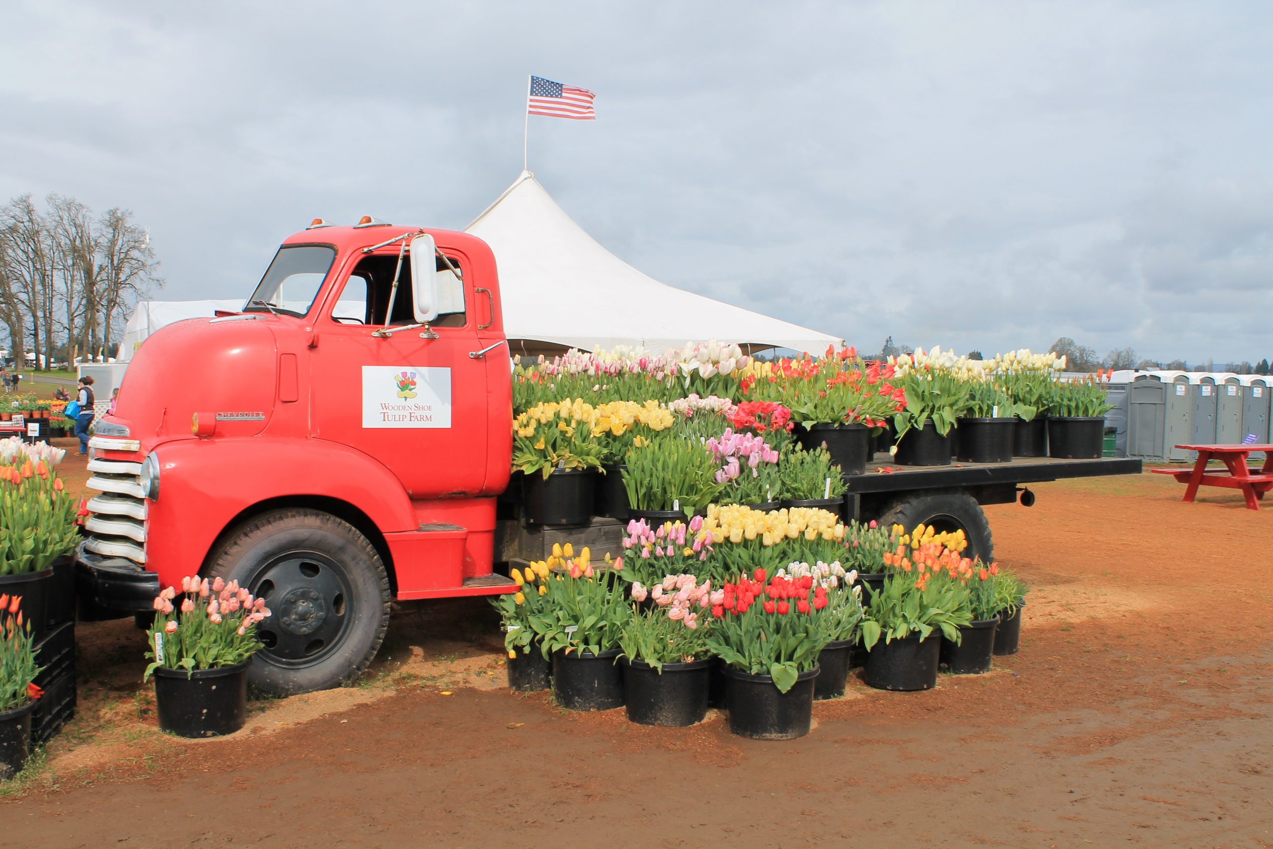 Tulip Calendar – FLOWERCALENDARS.NET