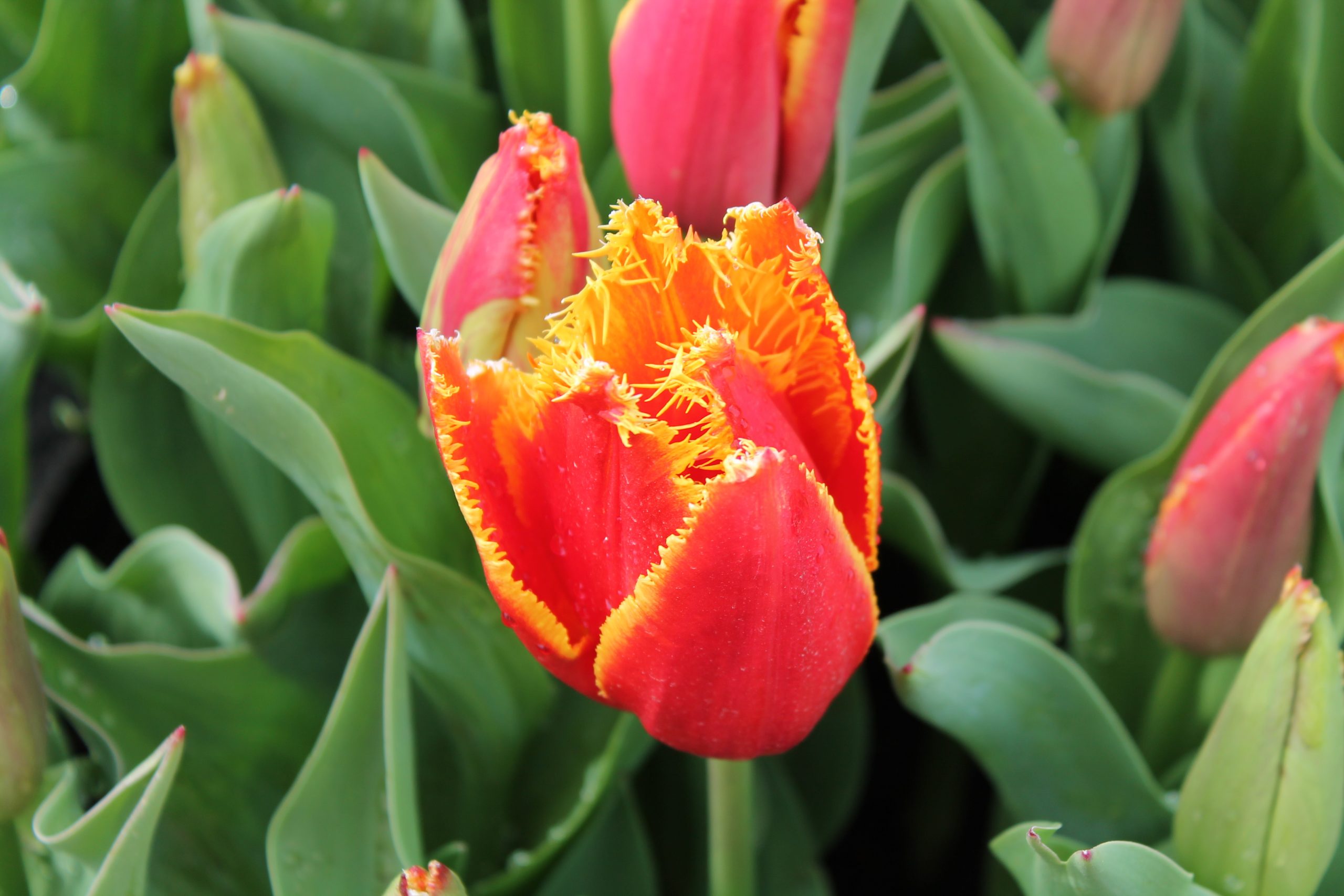 Tulip Calendar – FLOWERCALENDARS.NET