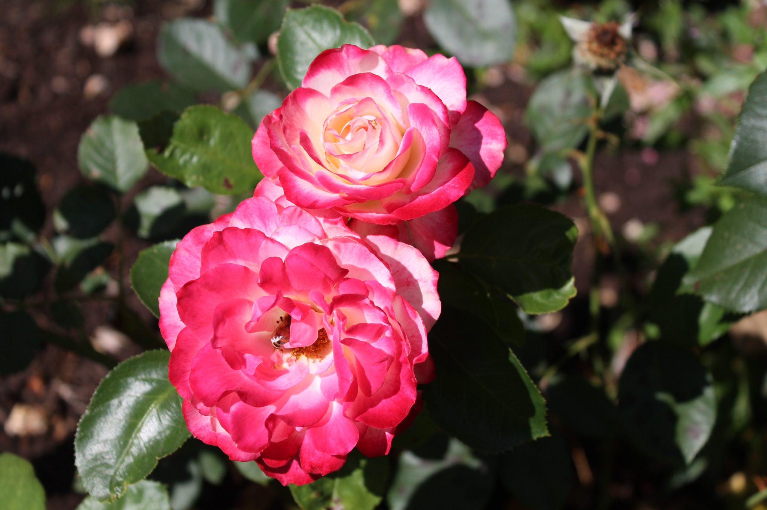 Rose Calendar – FLOWERCALENDARS.NET