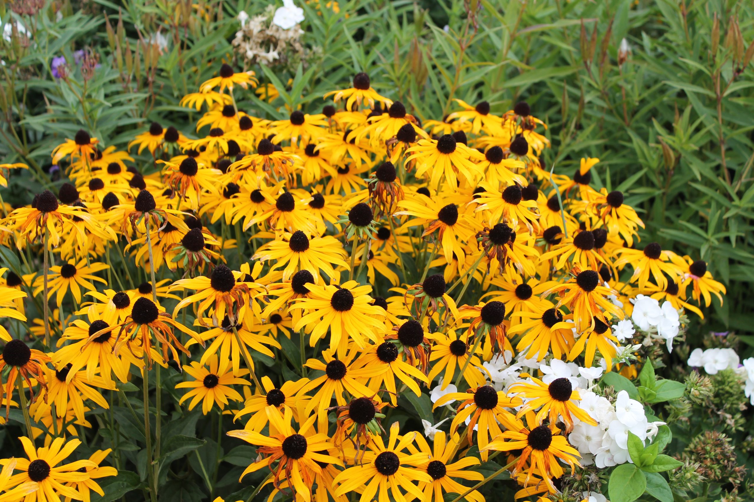 Northwest Flowers – FLOWERCALENDARS.NET