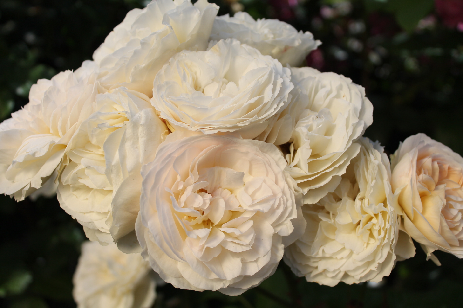 Rose Calendar – FLOWERCALENDARS.NET