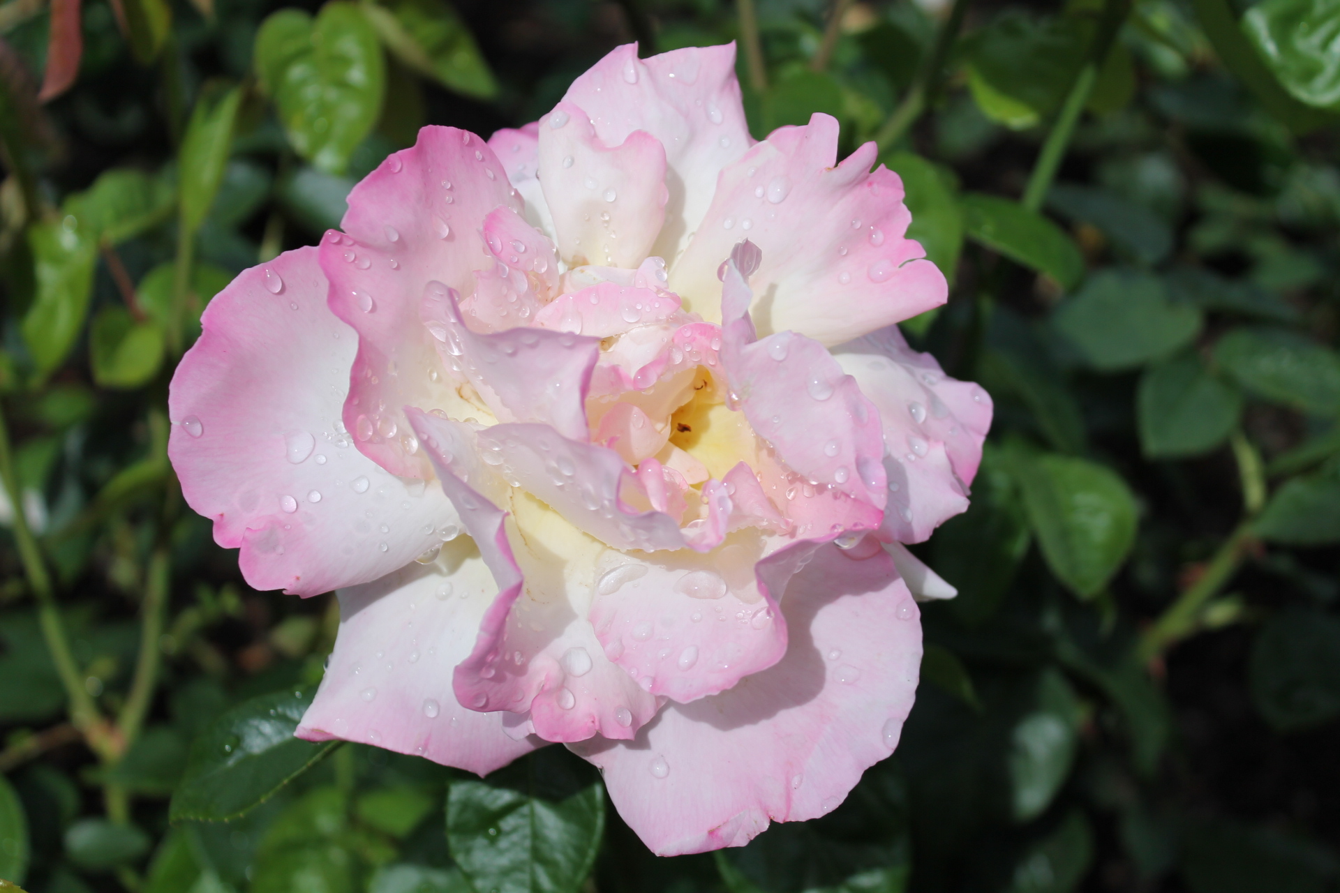 Rose Calendar – FLOWERCALENDARS.NET