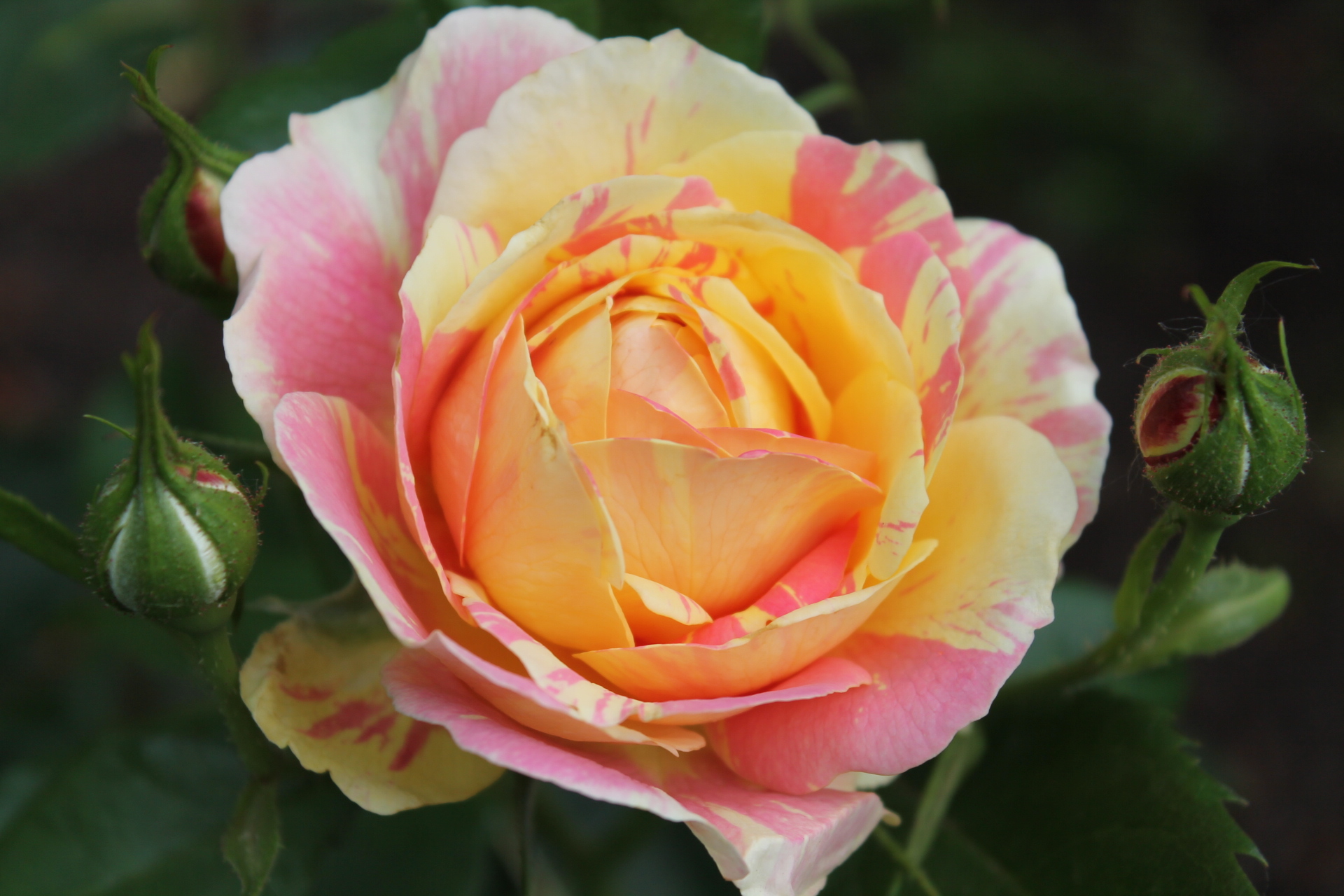 Rose Calendar – FLOWERCALENDARS.NET