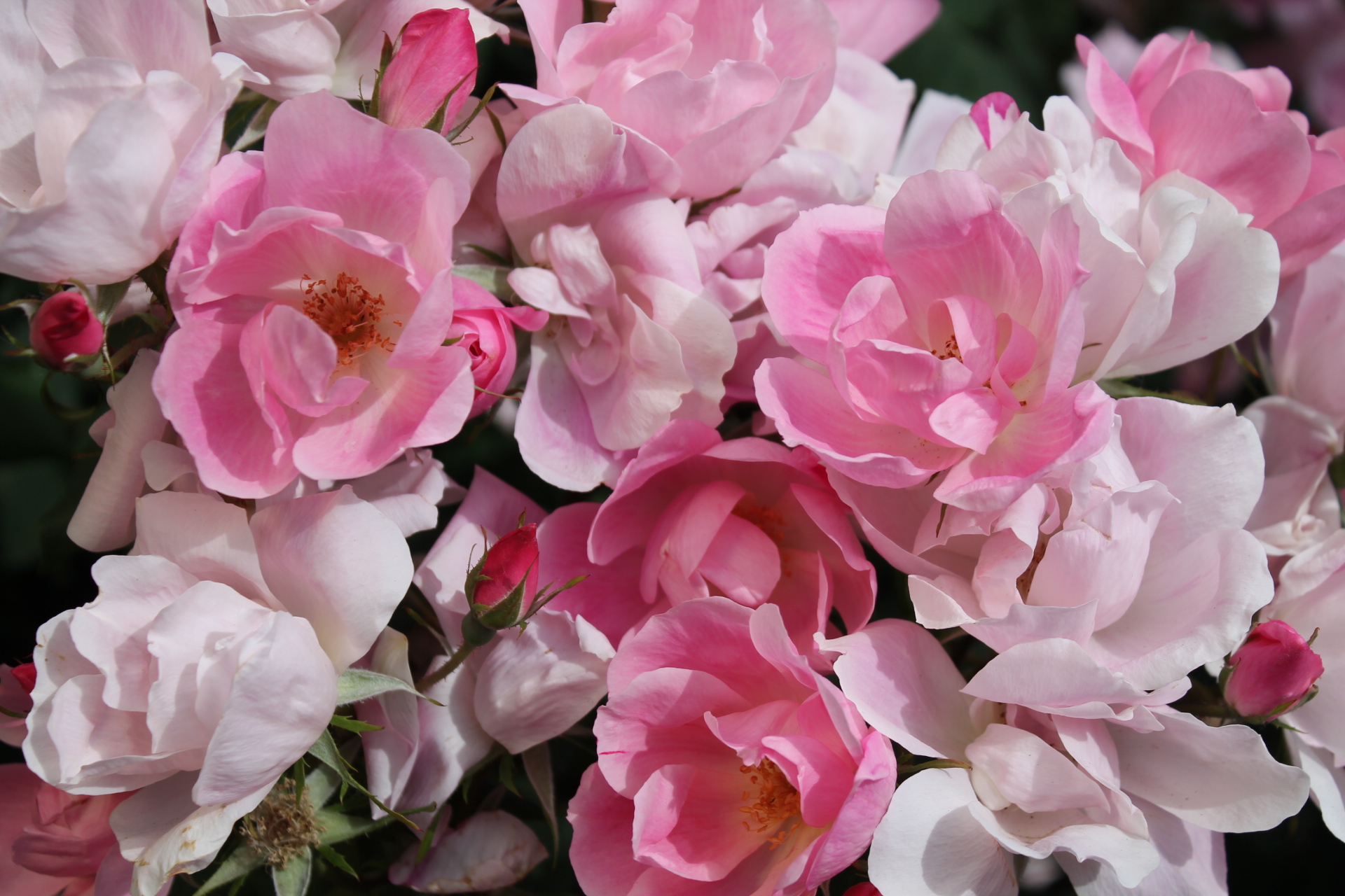 Rose Calendar – FLOWERCALENDARS.NET