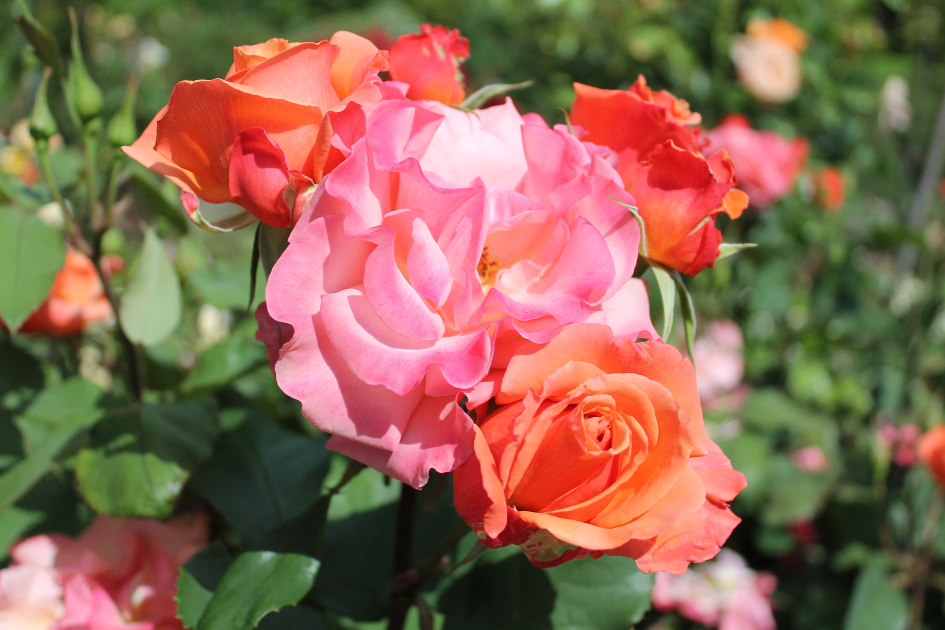 Rose Calendar – FLOWERCALENDARS.NET