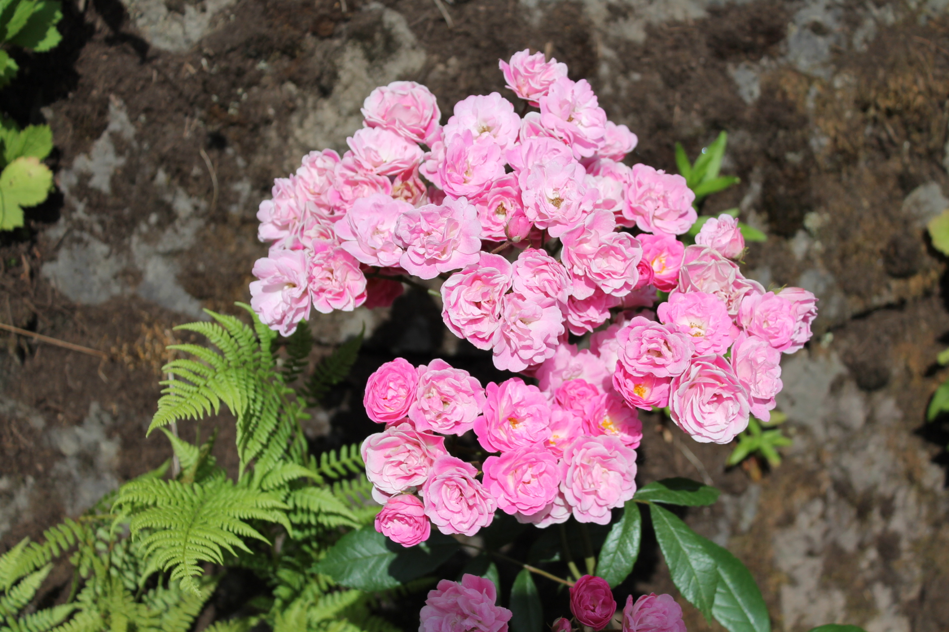 Rose Calendar – FLOWERCALENDARS.NET