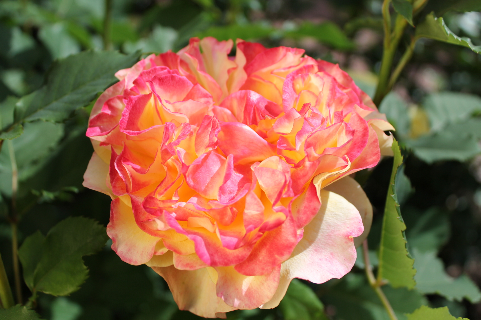 Rose Calendar – FLOWERCALENDARS.NET
