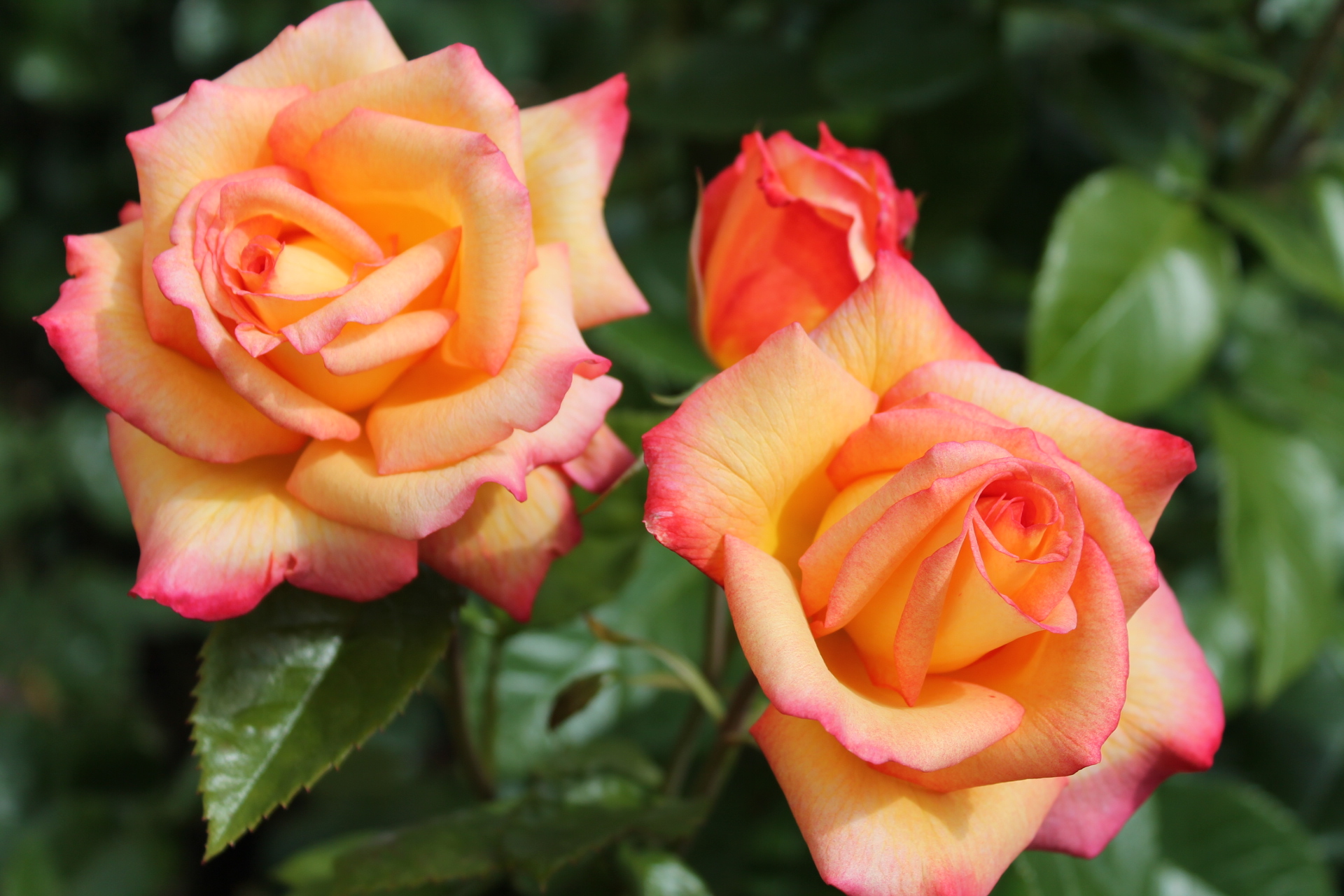 Rose Calendar – FLOWERCALENDARS.NET