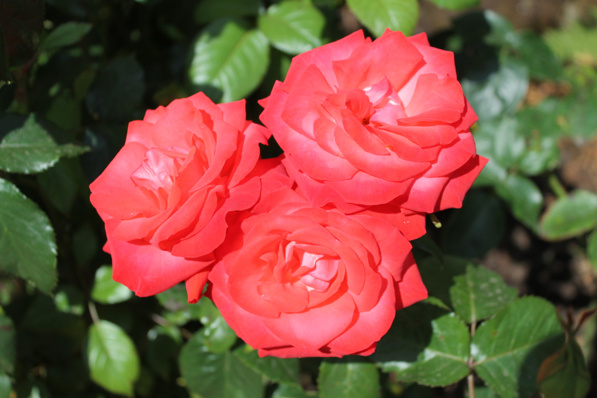 Rose Calendar – FLOWERCALENDARS.NET
